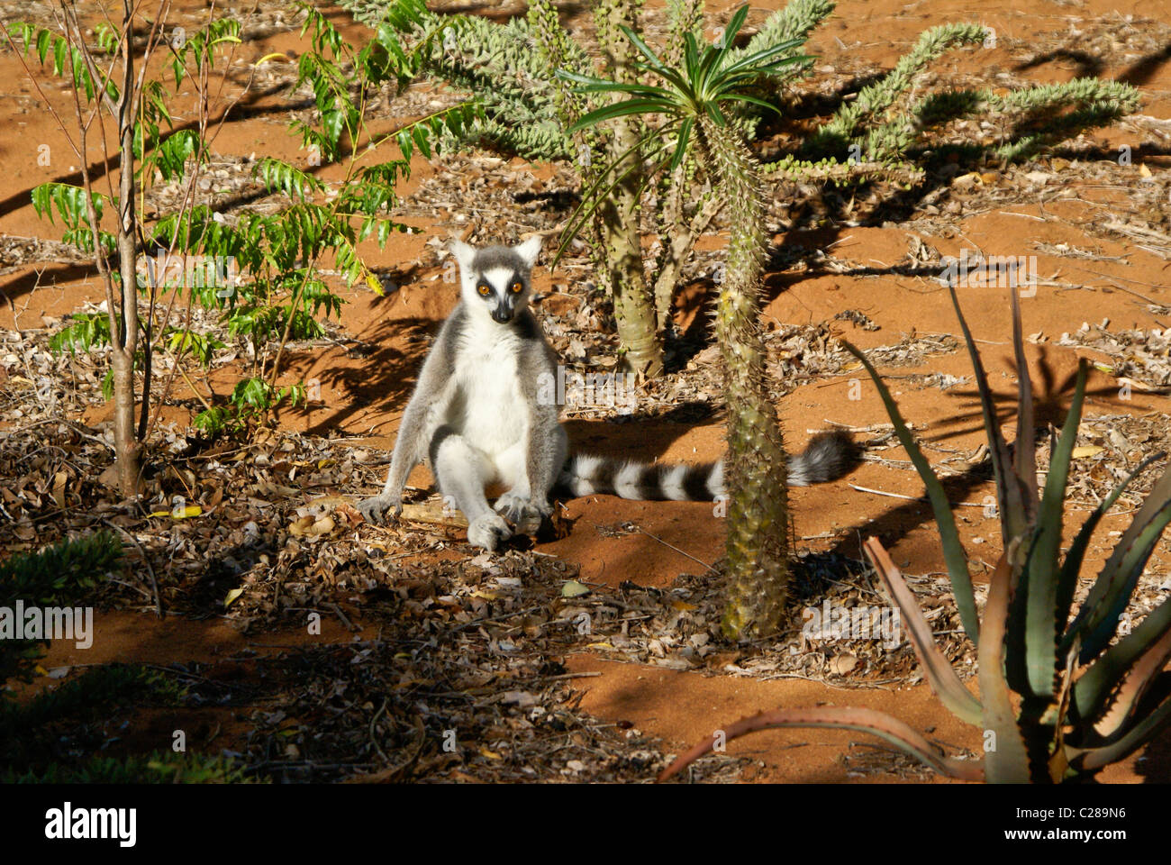 Ring-tailed lemur, Madagascar Stock Photo - Alamy