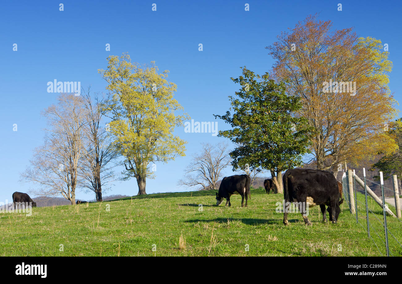 Range cattle hi-res stock photography and images - Alamy