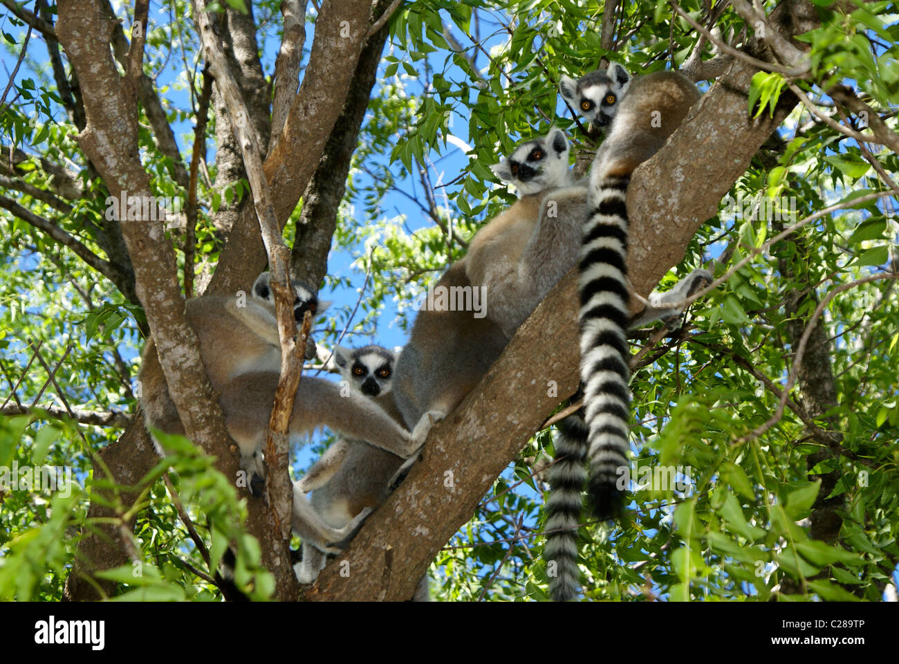 Ring-tailed lemurs in tree, Madagascar Stock Photo - Alamy