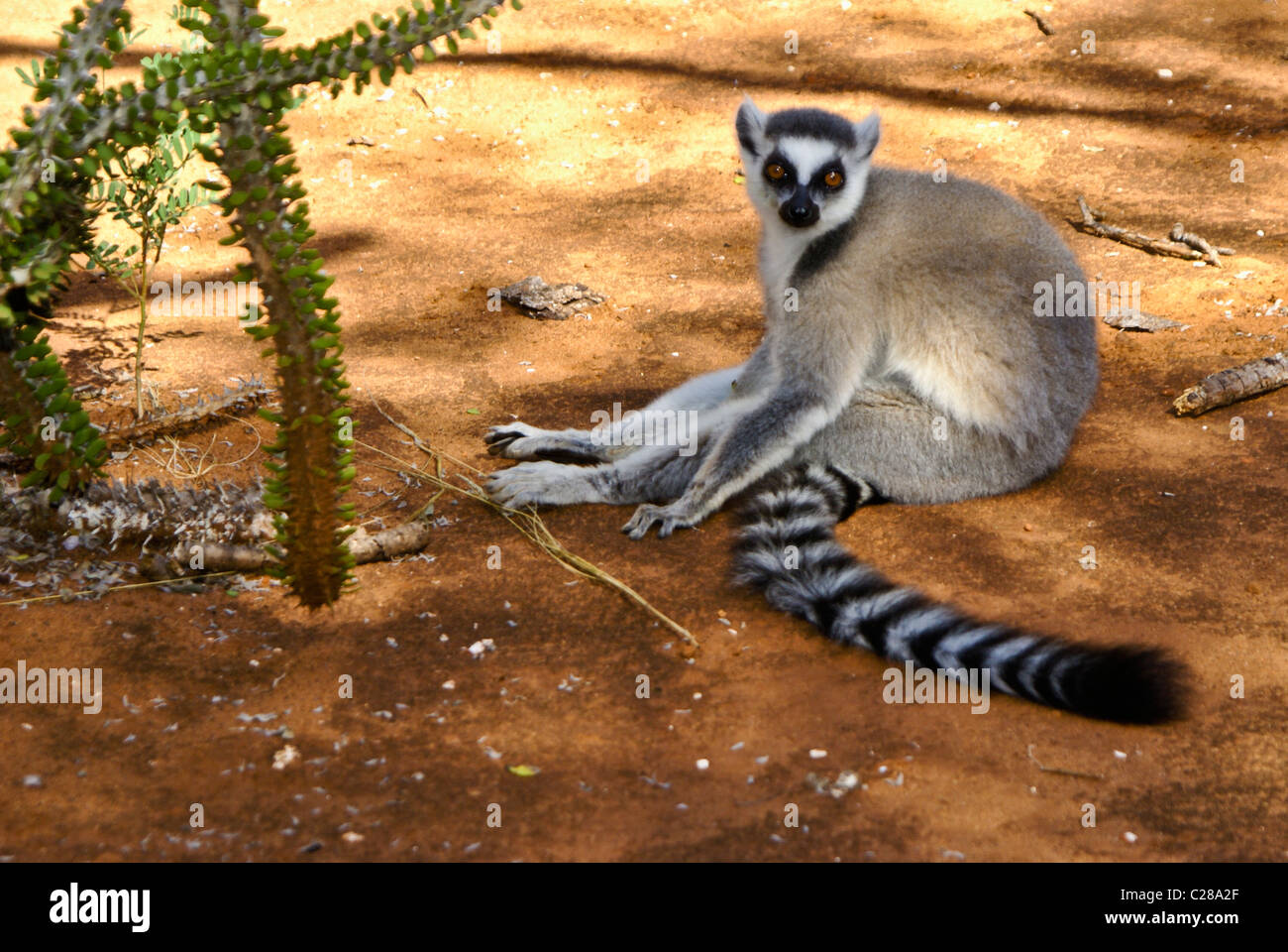 Ring-tailed lemur, Madagascar Stock Photo - Alamy