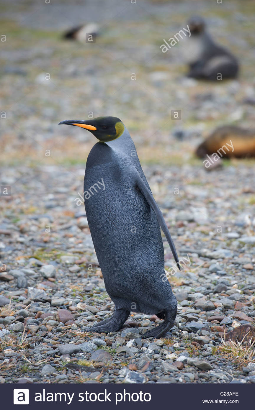 Melanistic Penguin Stock Photos & Melanistic Penguin Stock Images - Alamy