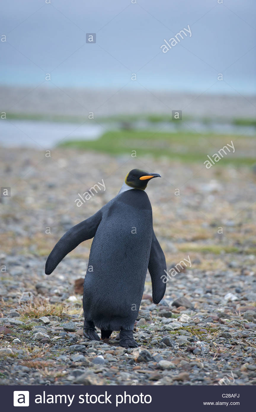 Melanistic Penguin Stock Photos & Melanistic Penguin Stock Images - Alamy