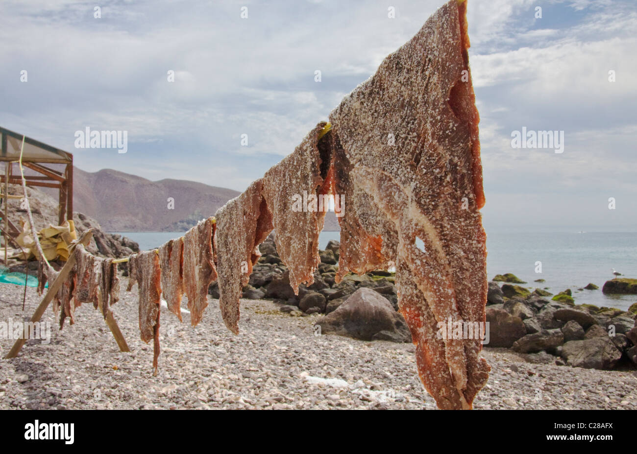 Shark meat hi-res stock photography and images - Alamy