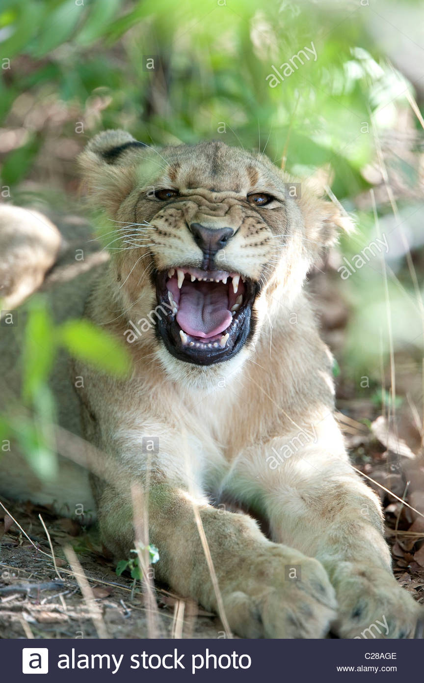Lion Baring Teeth Stock Photos & Lion Baring Teeth Stock Images - Alamy