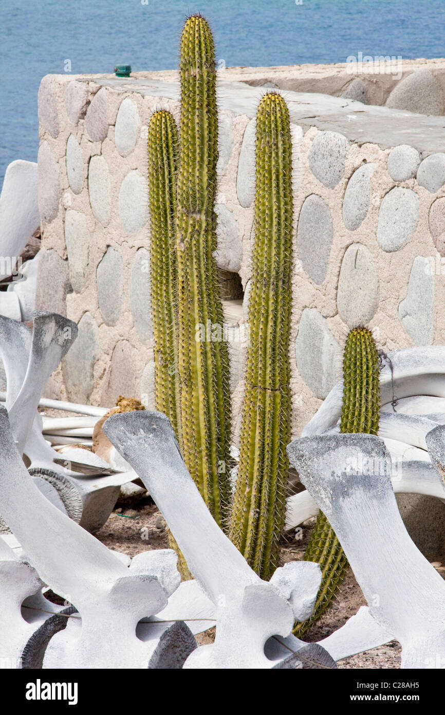 Whale skeleton and cactus, Isla Coyote (Pardito), a small fishing ...