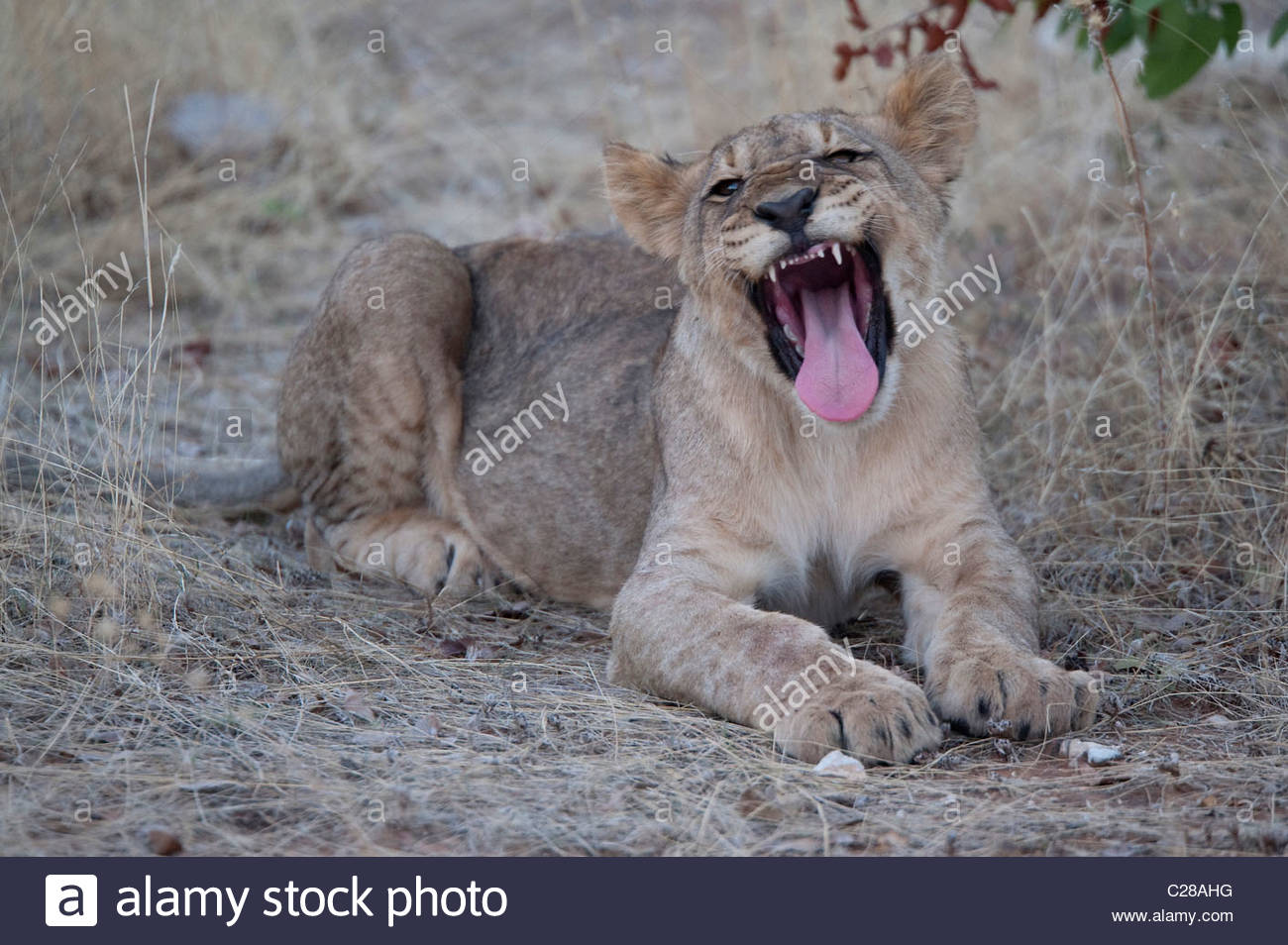 Lion Skeleton Stock Photos & Lion Skeleton Stock Images - Alamy