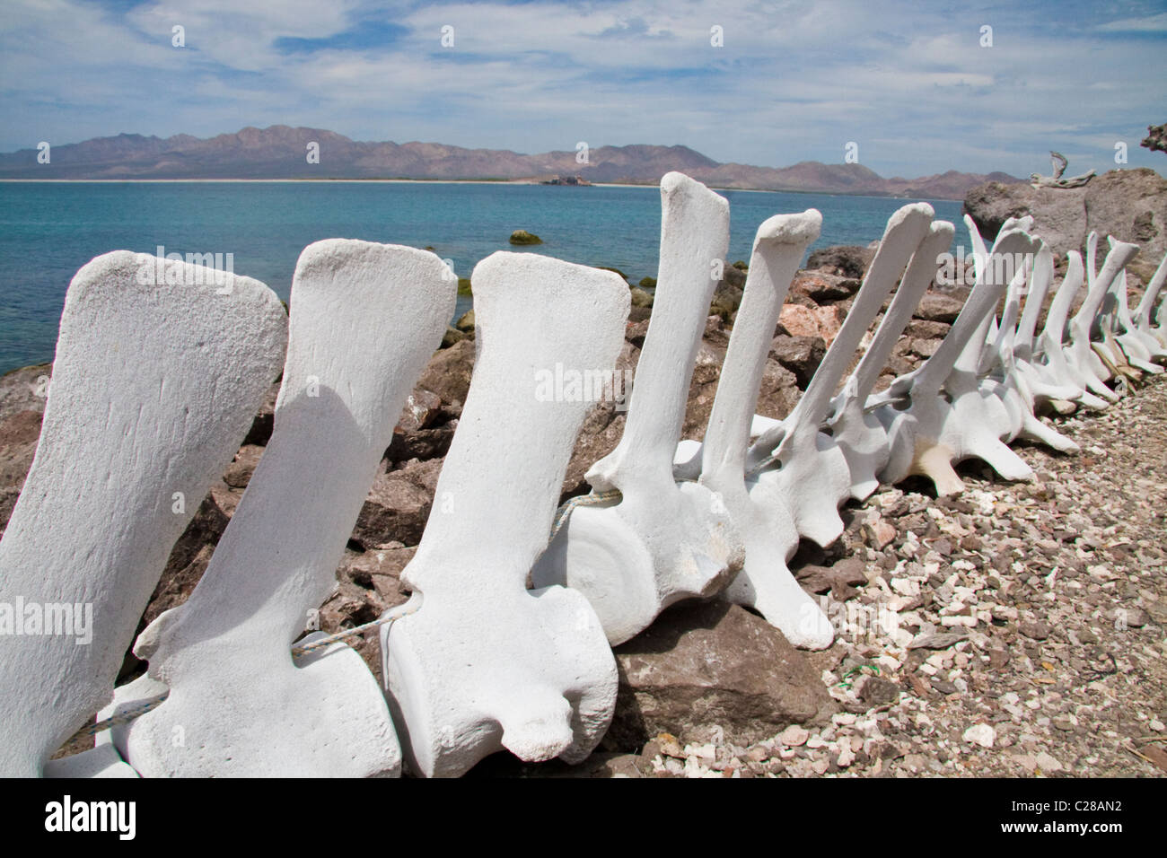 Whale bones create a lovely picket fence on Isla Coyote (Pardito), a ...
