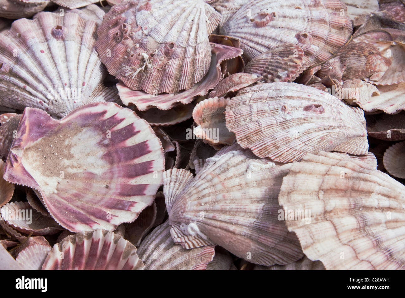 Sea shells, Isla Coyote (Pardito), Gulf of California, Sea of Cortez ...