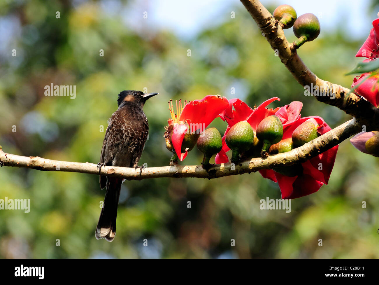 A Red-vented Bulbul (Nightingale) sitting on a Silk-cotton tree branch ...