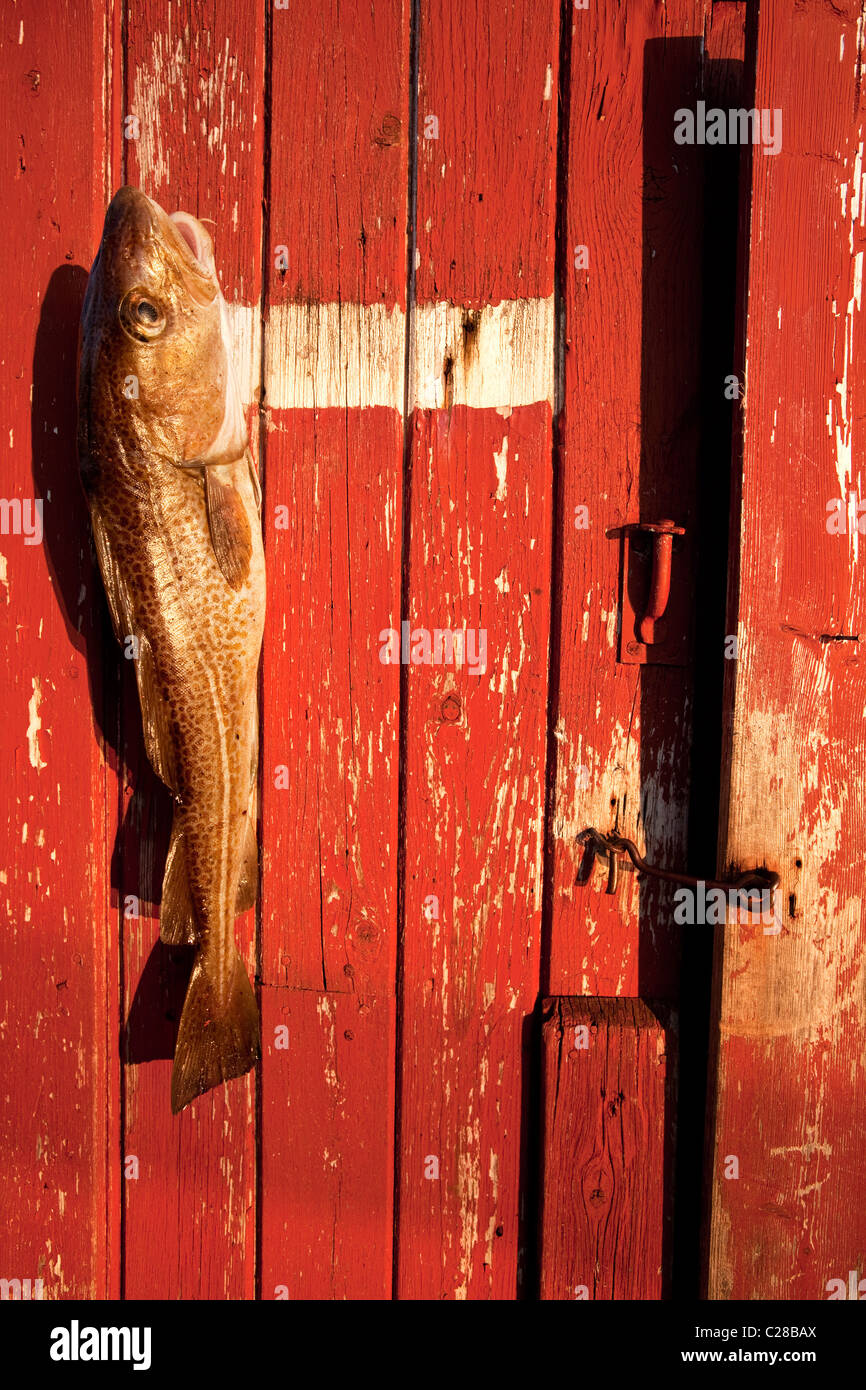 A fresh caught cod fish against a red background Stock Photo - Alamy