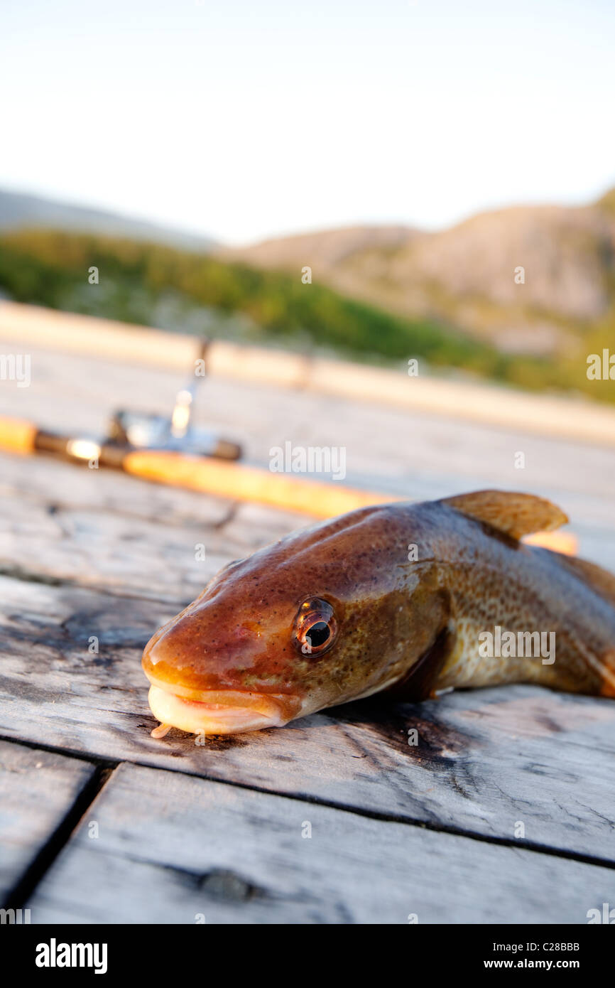 A freshly caught cod fish with a fishing rod in the background Stock ...