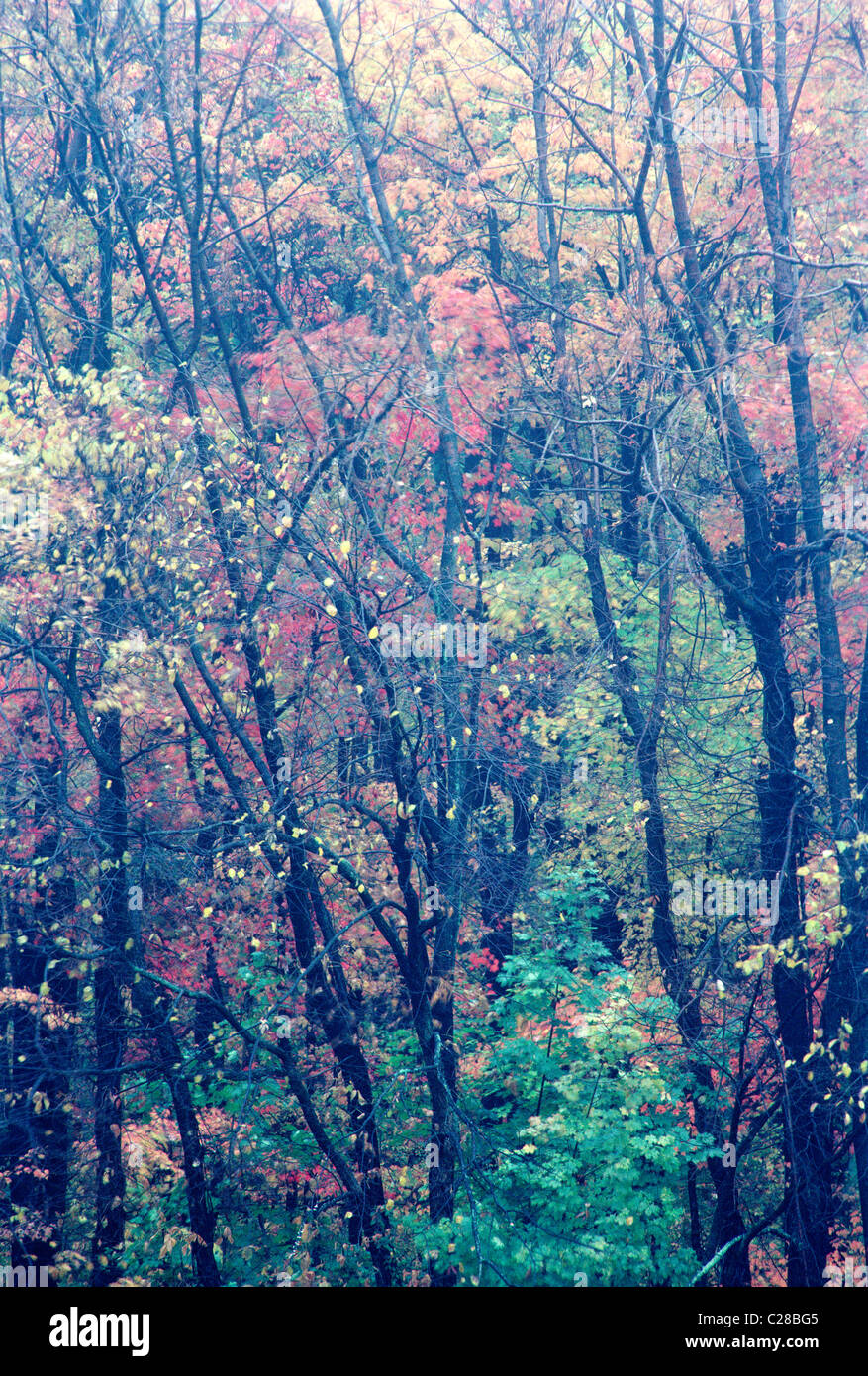 Forest of fall colors in the soft light of a rain storm, Montgomery ...