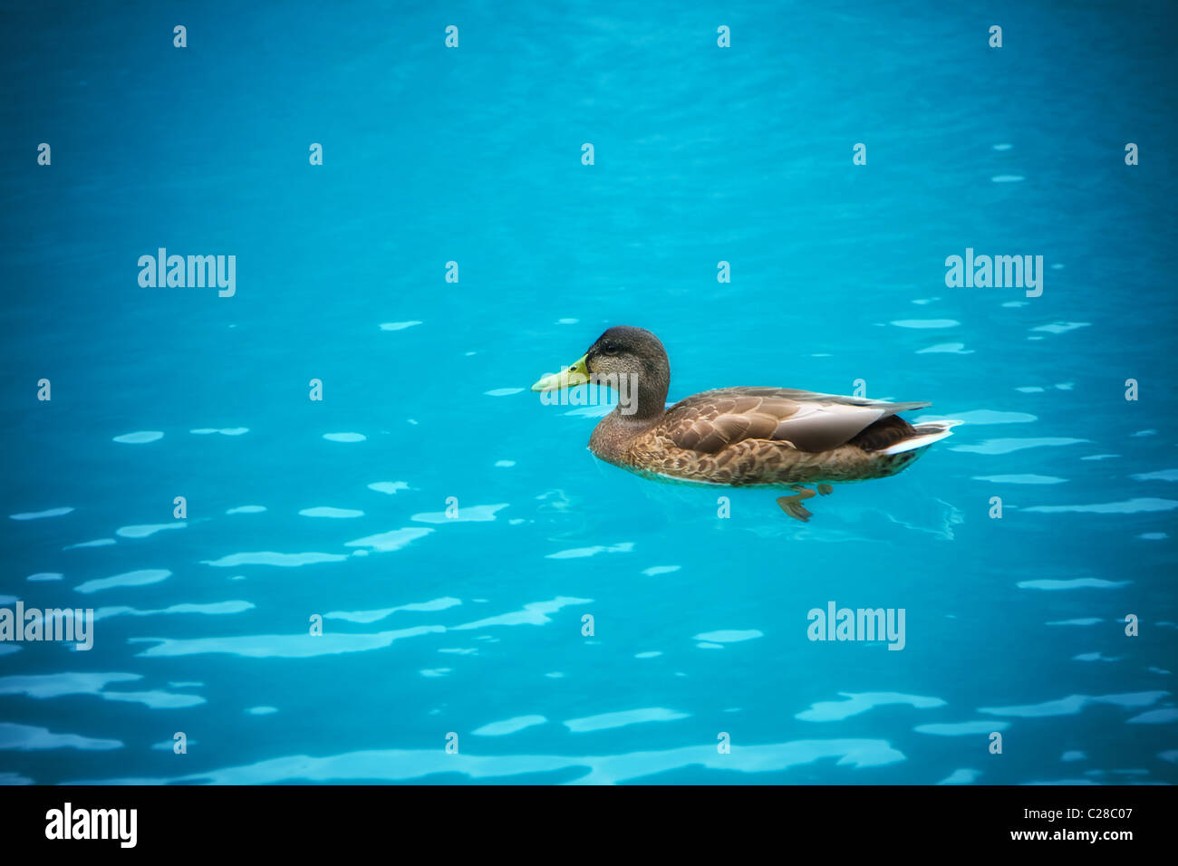 Duck mirroring hi-res stock photography and images - Alamy