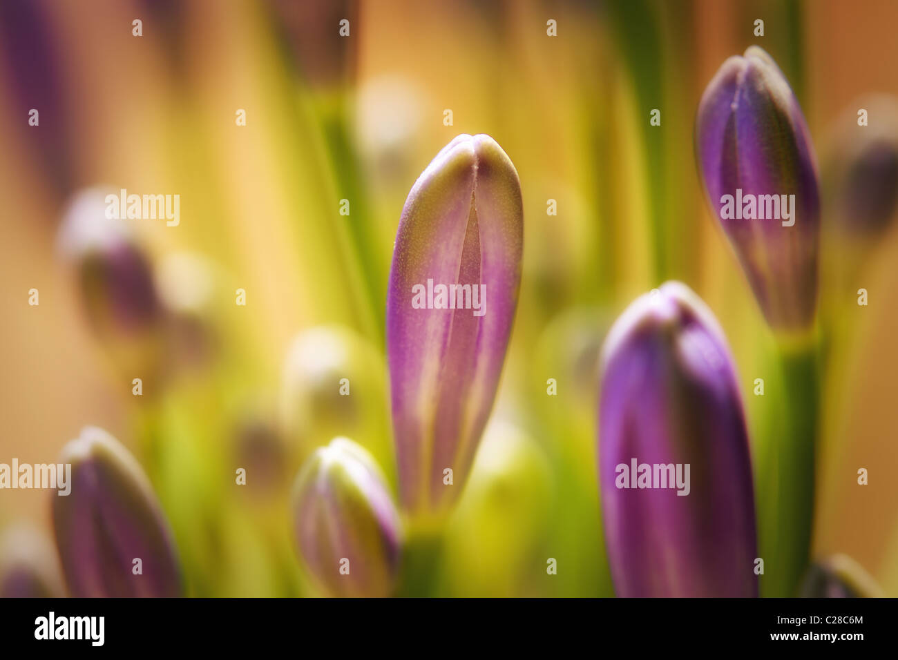 Untouched fresh hi-res stock photography and images - Alamy