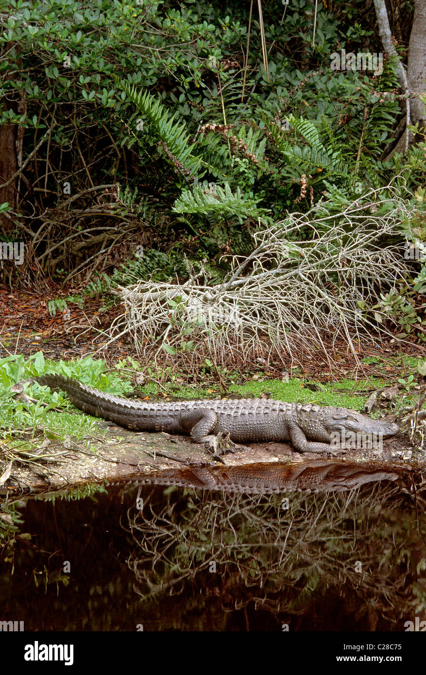 American Alligator, Alligator mississippiensis, Sanibel Island, Florida ...