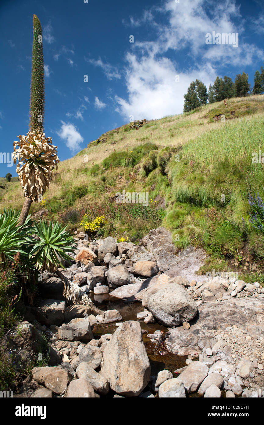 Giant lobelia hi-res stock photography and images - Alamy