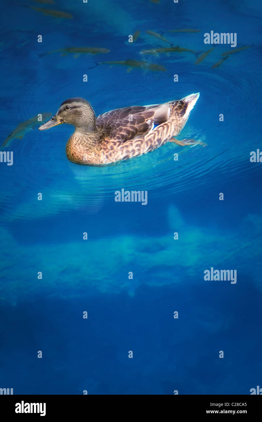 Aqua duck hi-res stock photography and images - Alamy