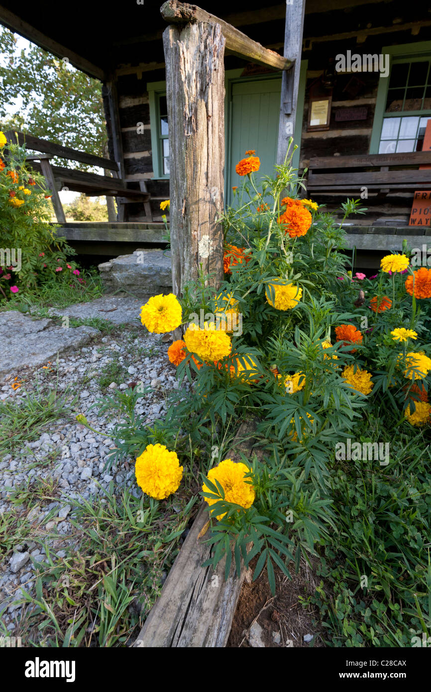 Marigolds in front old structure Stock Photo - Alamy