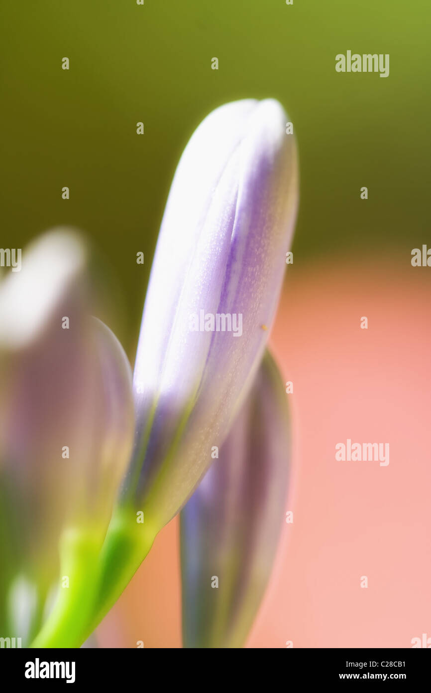 Untouched fresh hi-res stock photography and images - Alamy