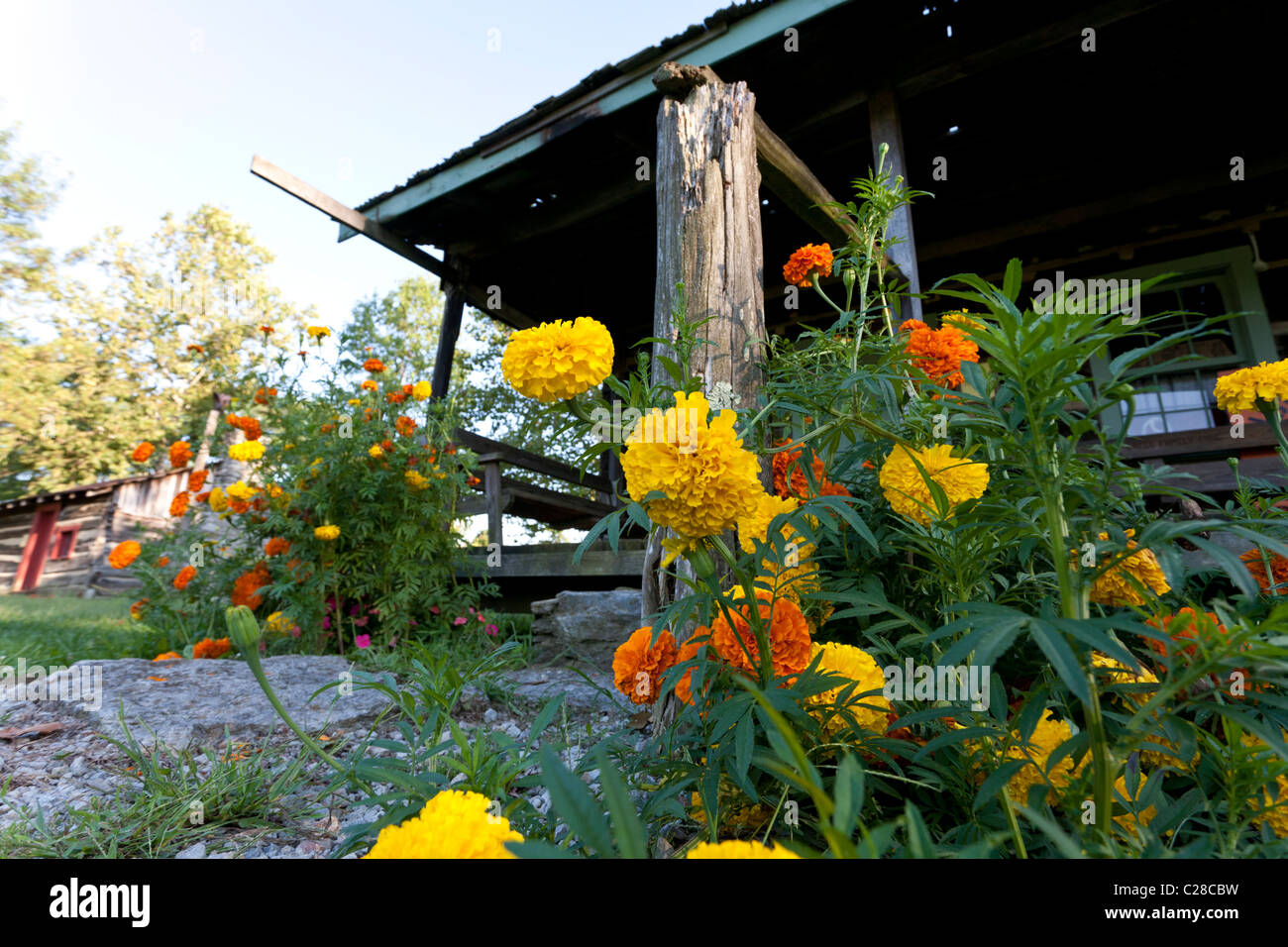 Marigolds in front old structure Stock Photo - Alamy