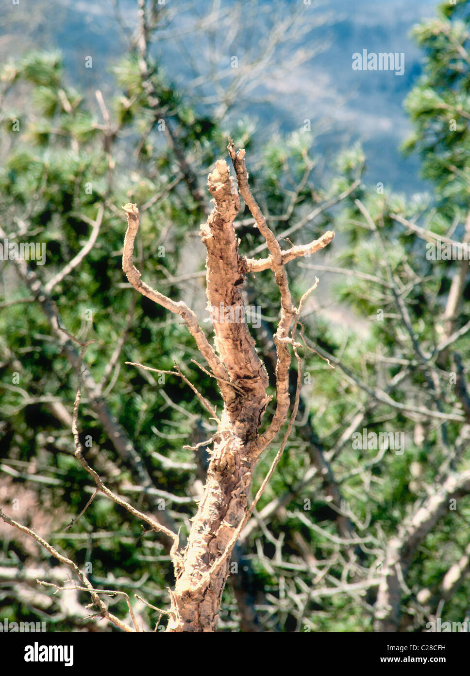 dry old root isolated on Against needle Stock Photo - Alamy