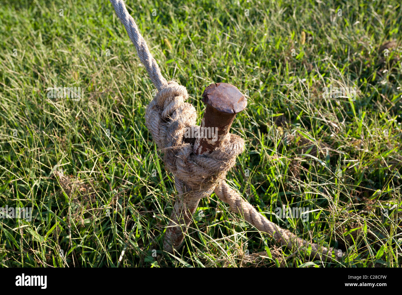 Stake in ground with rope attached Stock Photo - Alamy
