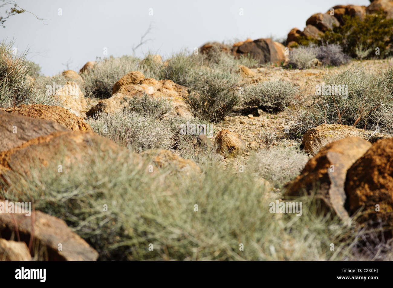 Wild Chukar in the Mojave Desert of California Stock Photo - Alamy