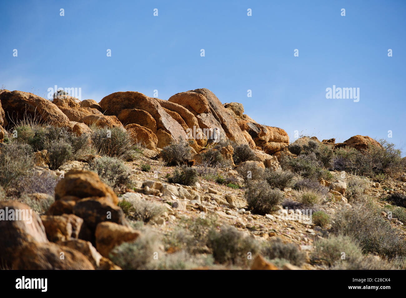 Wild Chukar in the Mojave Desert of California Stock Photo - Alamy