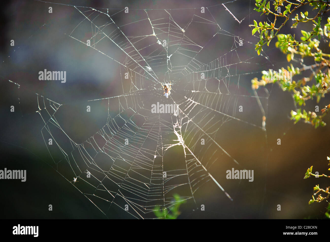 Desert spider hi-res stock photography and images - Alamy