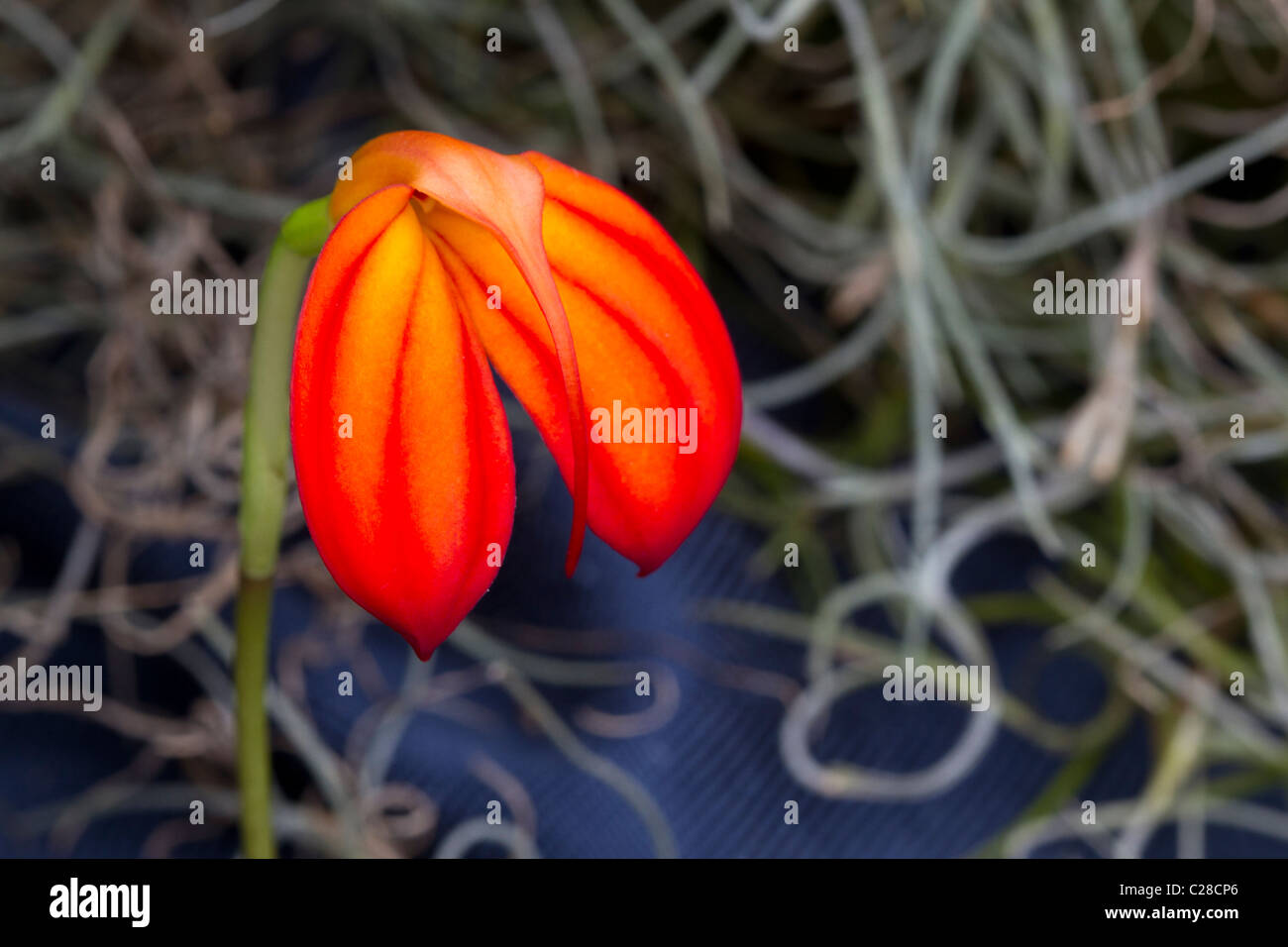 Masdevallia hi-res stock photography and images - Alamy