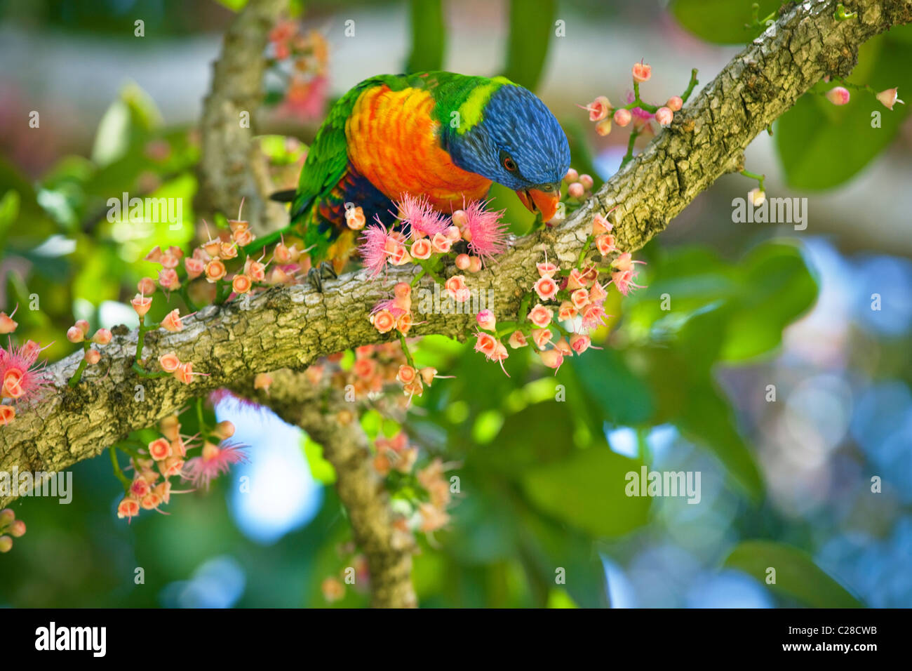 Australian parrot the rainbow lorikeet in Sydney park botanic gardens ...