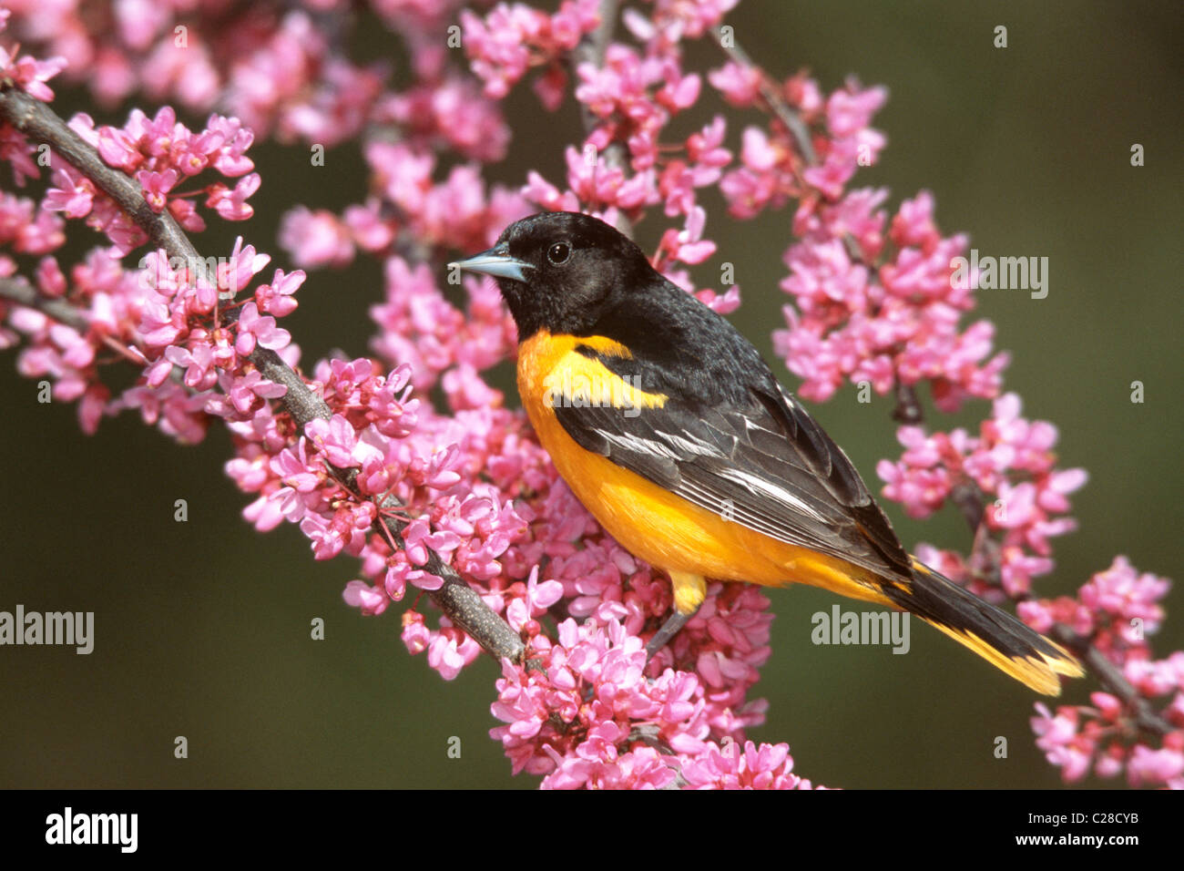Baltimore oriole in blooms hi-res stock photography and images - Alamy