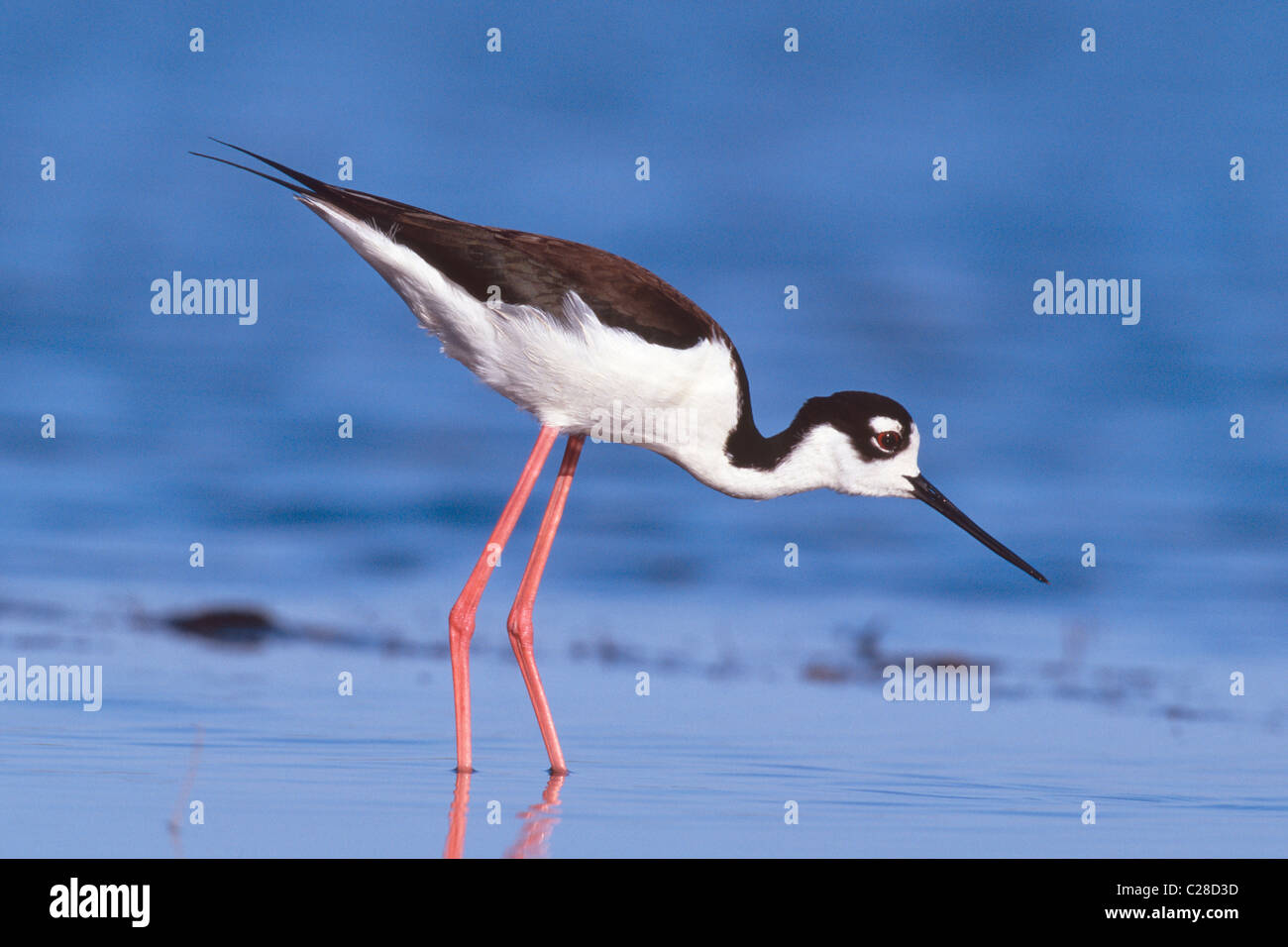 Stilt bird seabird hi-res stock photography and images - Alamy