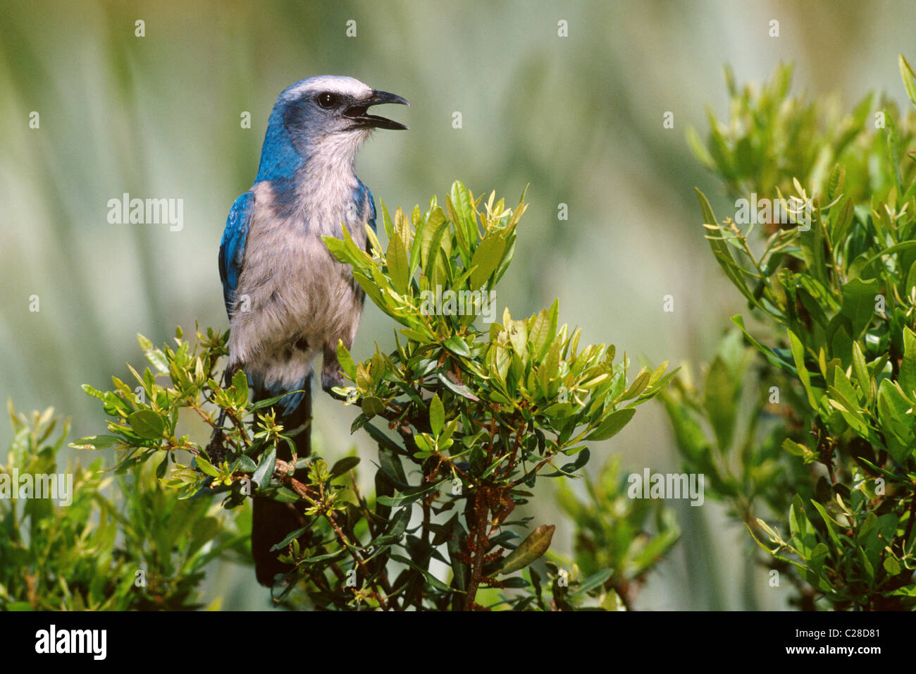 Scrub Jay High Resolution Stock Photography and Images - Alamy
