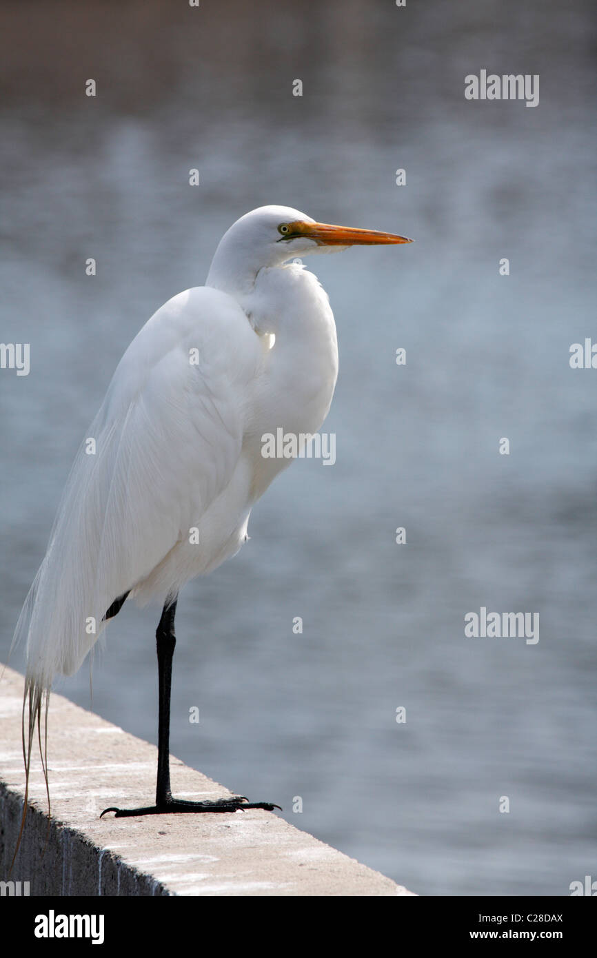 Great white egret (Ardea alba Stock Photo - Alamy