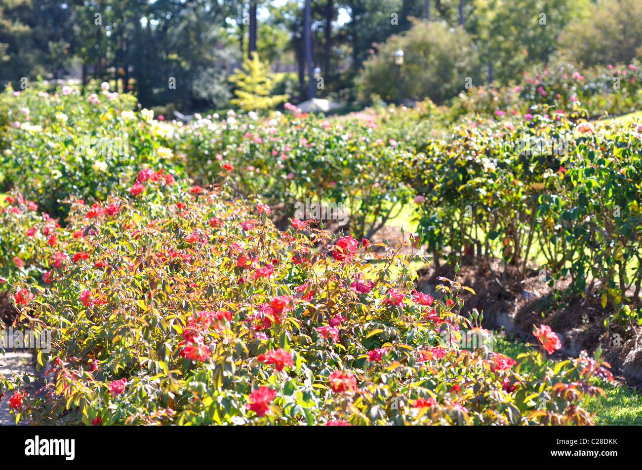 Rose Garden, Tyler, Texas - largest rose garden in the US Stock Photo ...