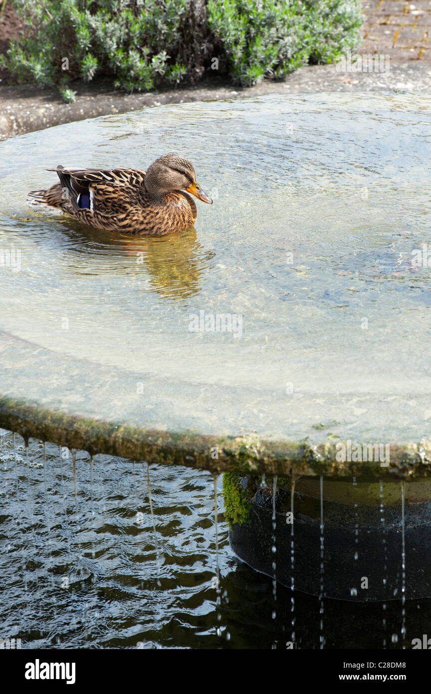 Anas platyrhynchos. Female mallard duck on a water feature at RHS ...