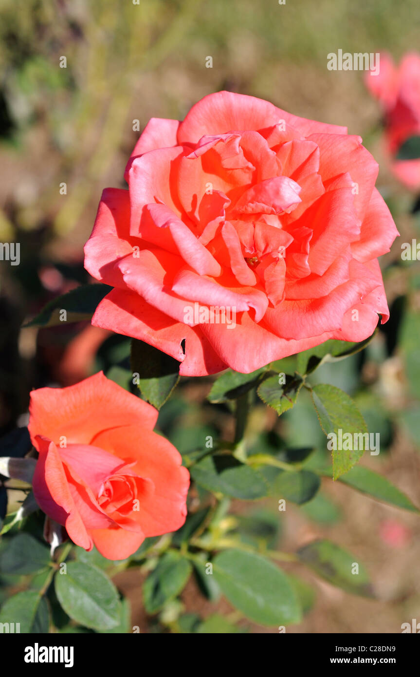 Tropicana rose flower hi-res stock photography and images - Alamy