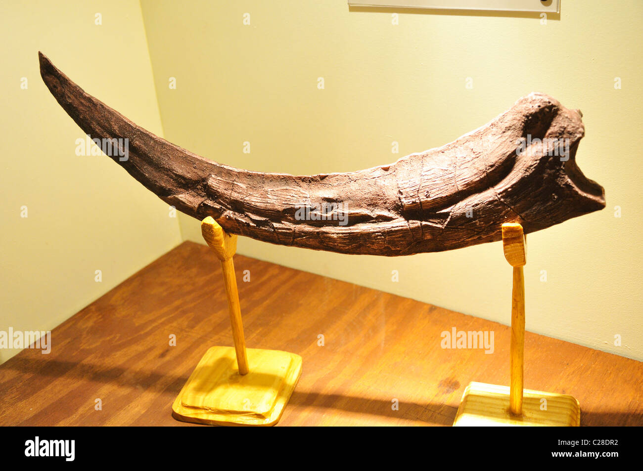Therizinosaurus Claw
