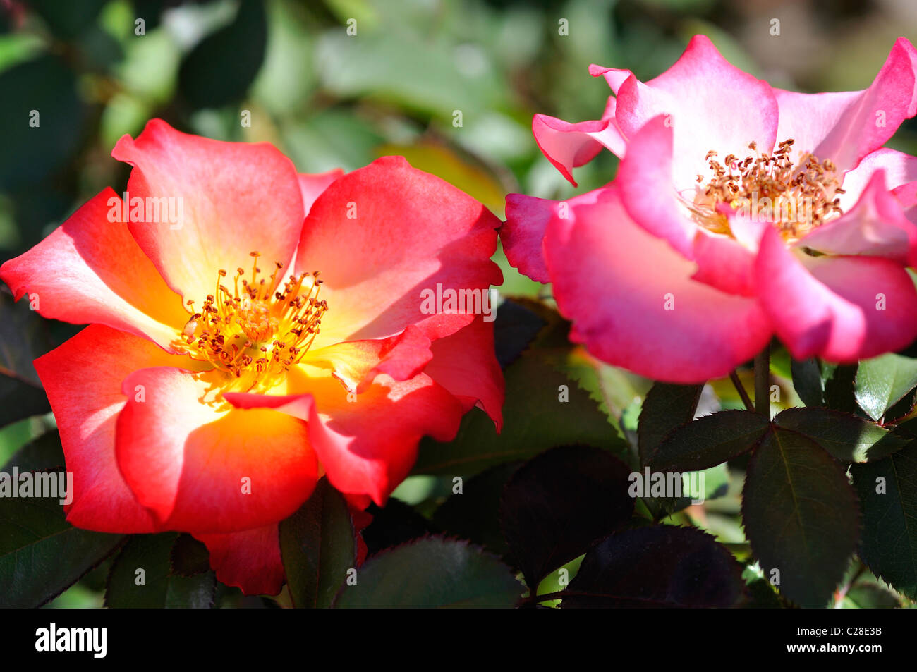 Rose betty boop hi-res stock photography and images - Alamy