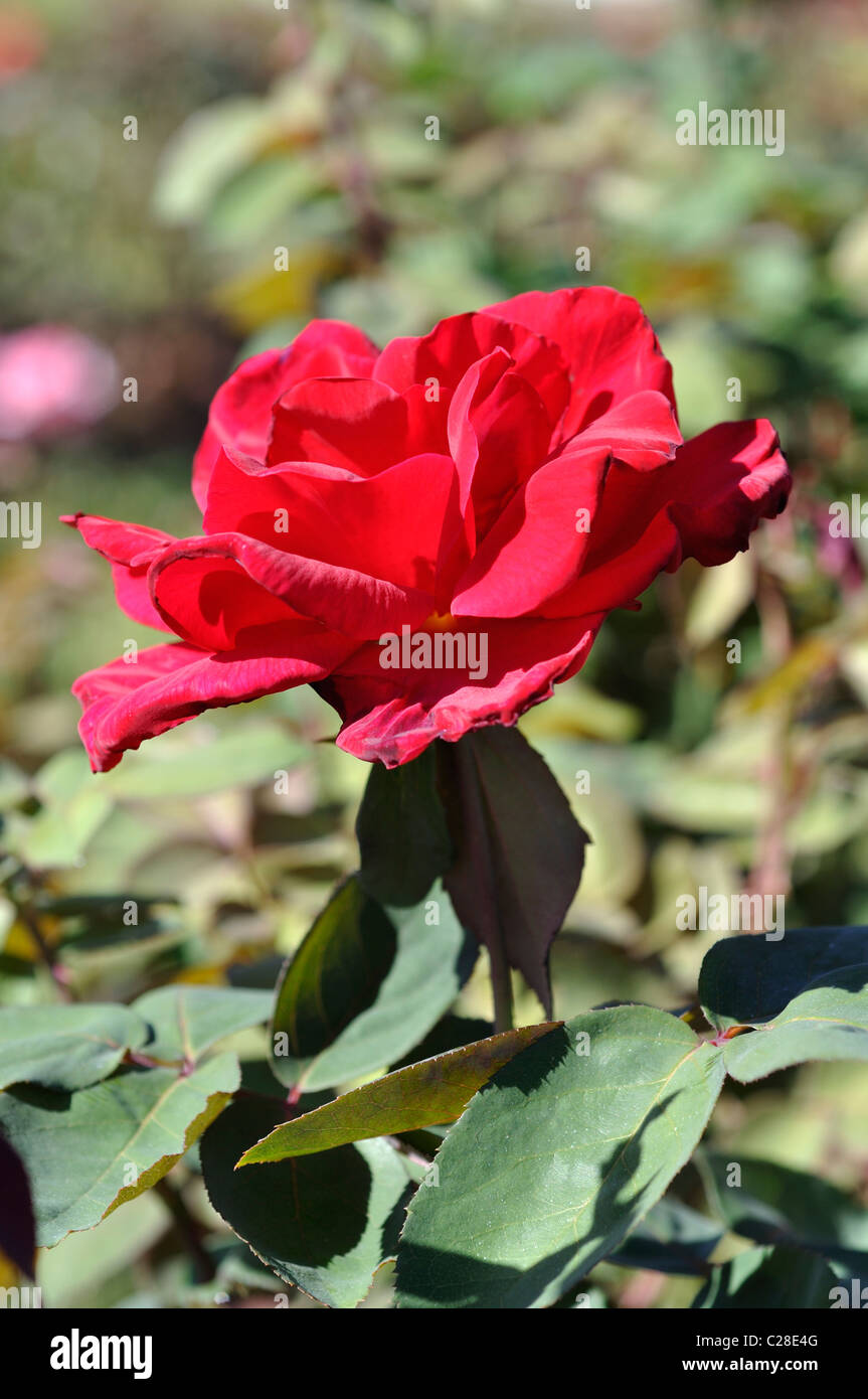 Mister lincoln rose hi-res stock photography and images - Alamy
