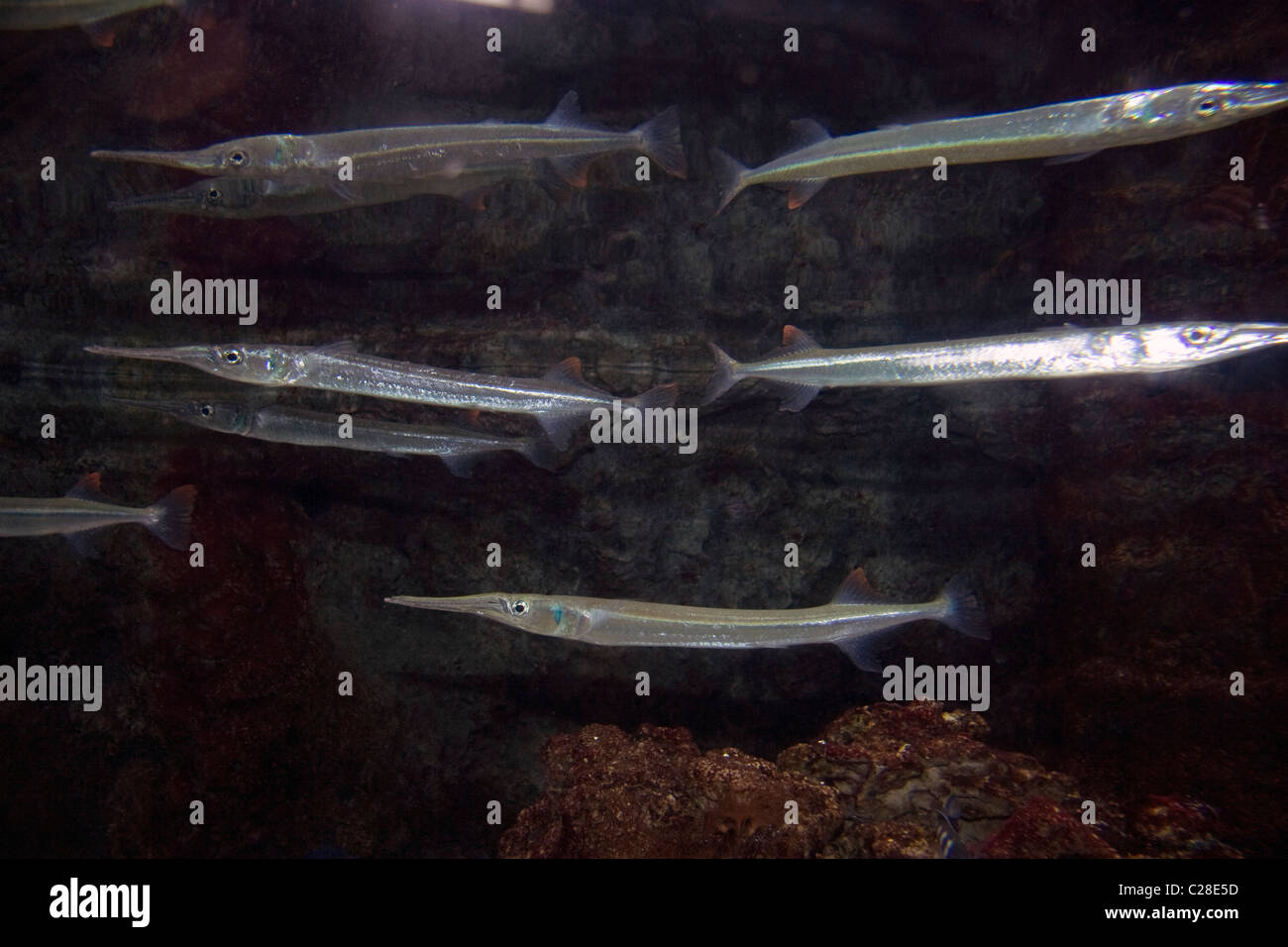 Redfin needlefish hi-res stock photography and images - Alamy