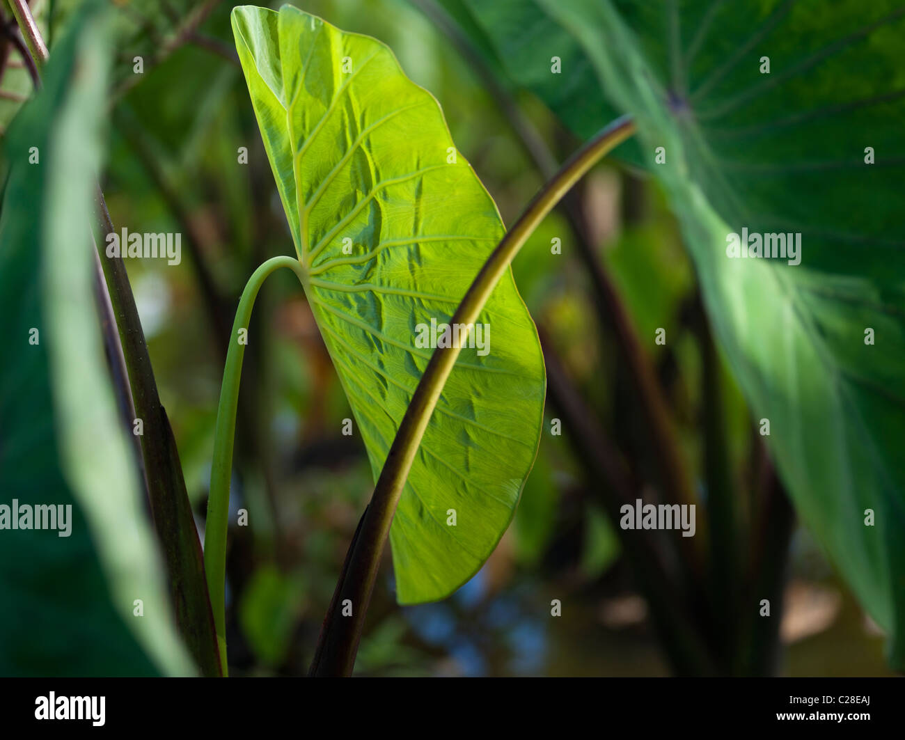 Taro plant leaf, Mahuahua `ai o hoi, native Hawaiian land restoration ...