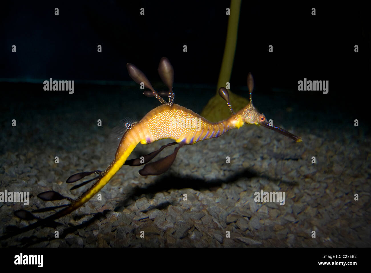 The weedy seadragon (Phyllopteryx taeniolatus Stock Photo - Alamy