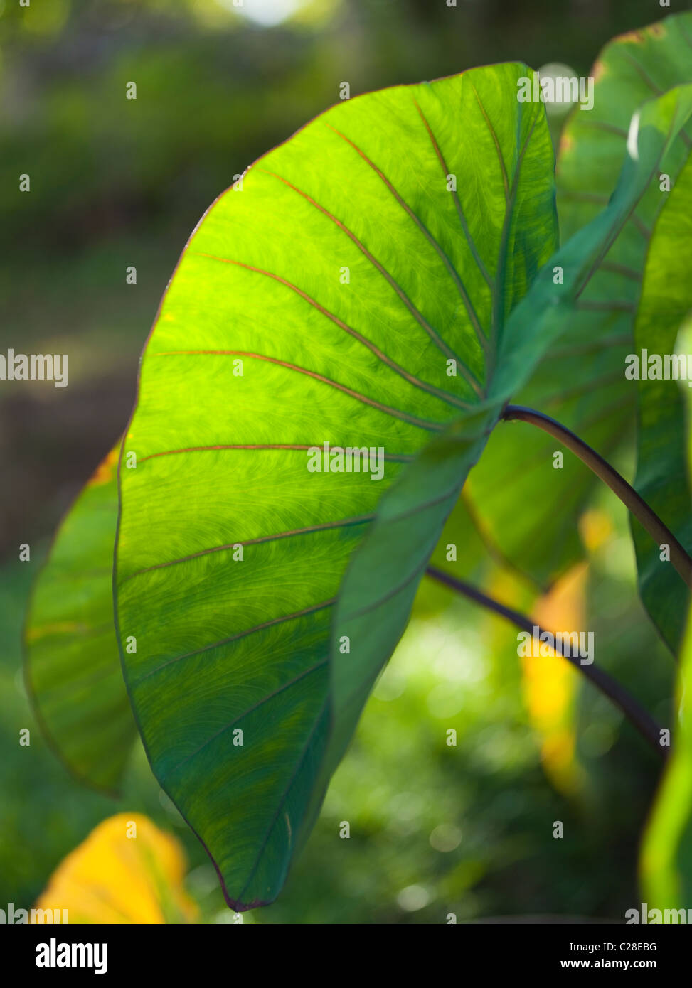 Taro plant leaf, Mahuahua `ai o hoi, native Hawaiian land restoration ...