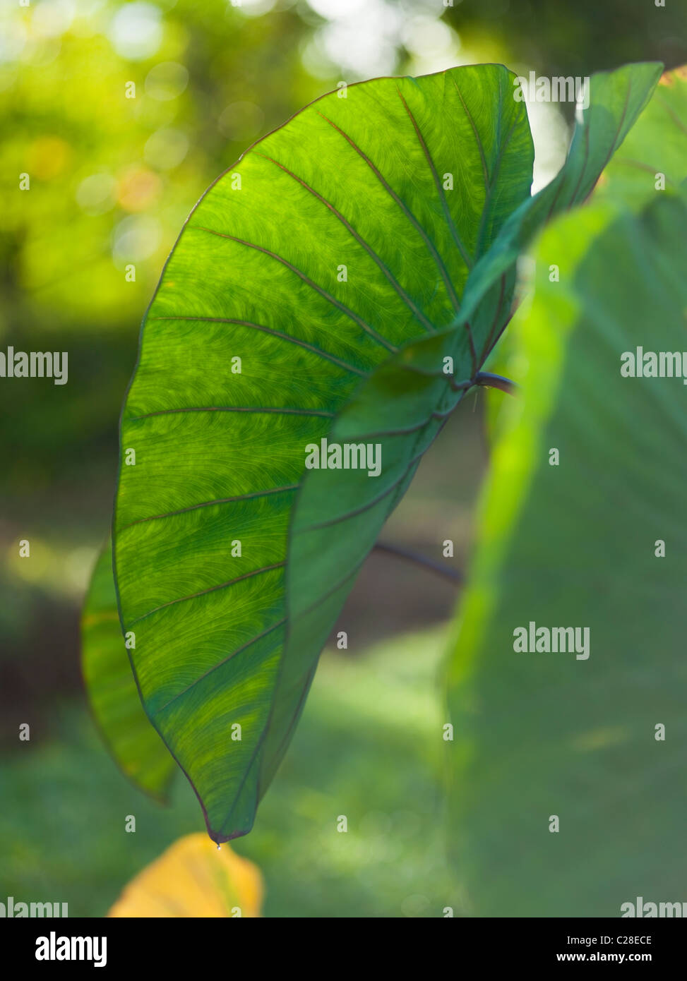 Taro plant leaf, Mahuahua `ai o hoi, native Hawaiian land restoration ...