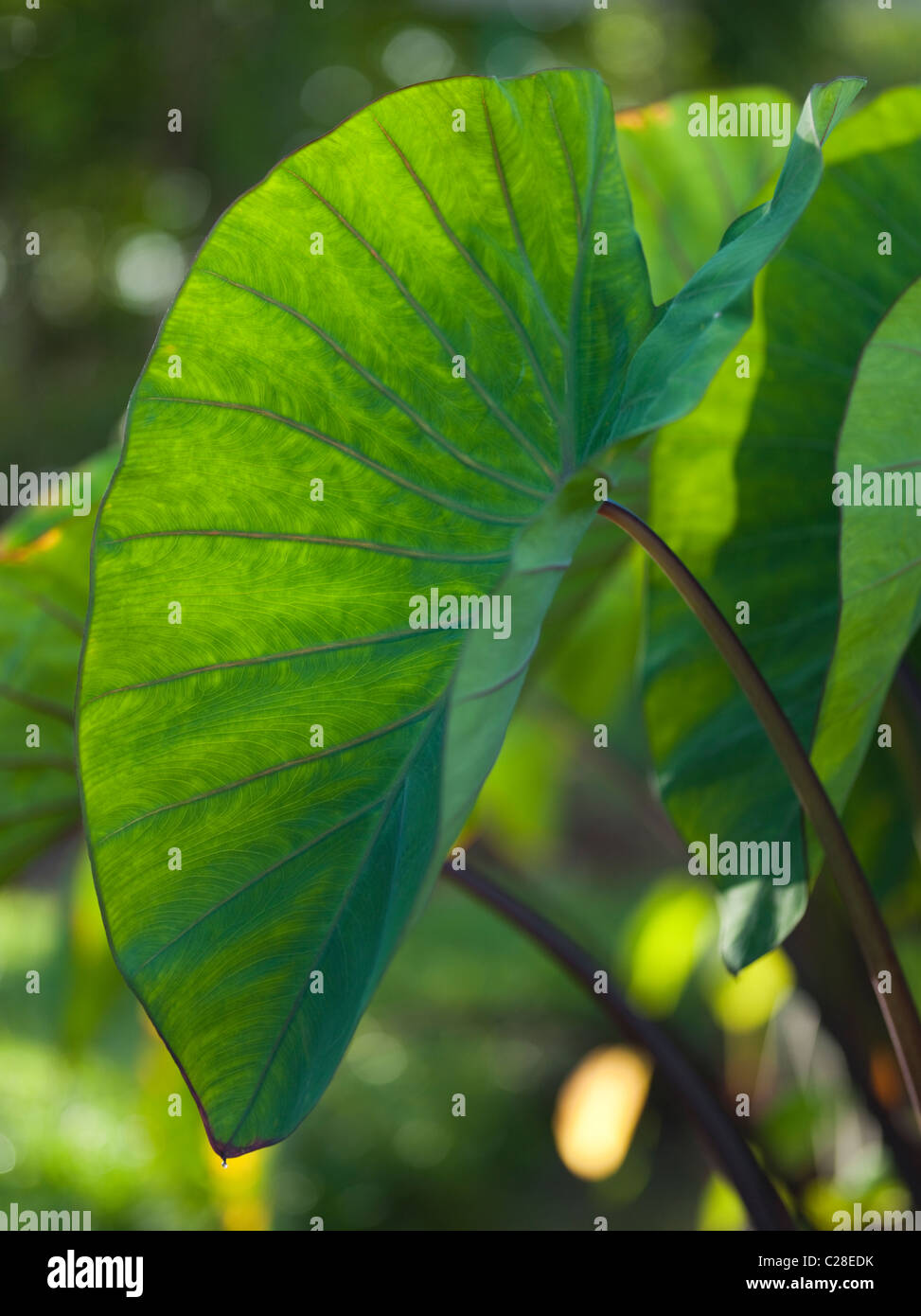 Taro plant leaf, Mahuahua `ai o hoi, native Hawaiian land restoration ...