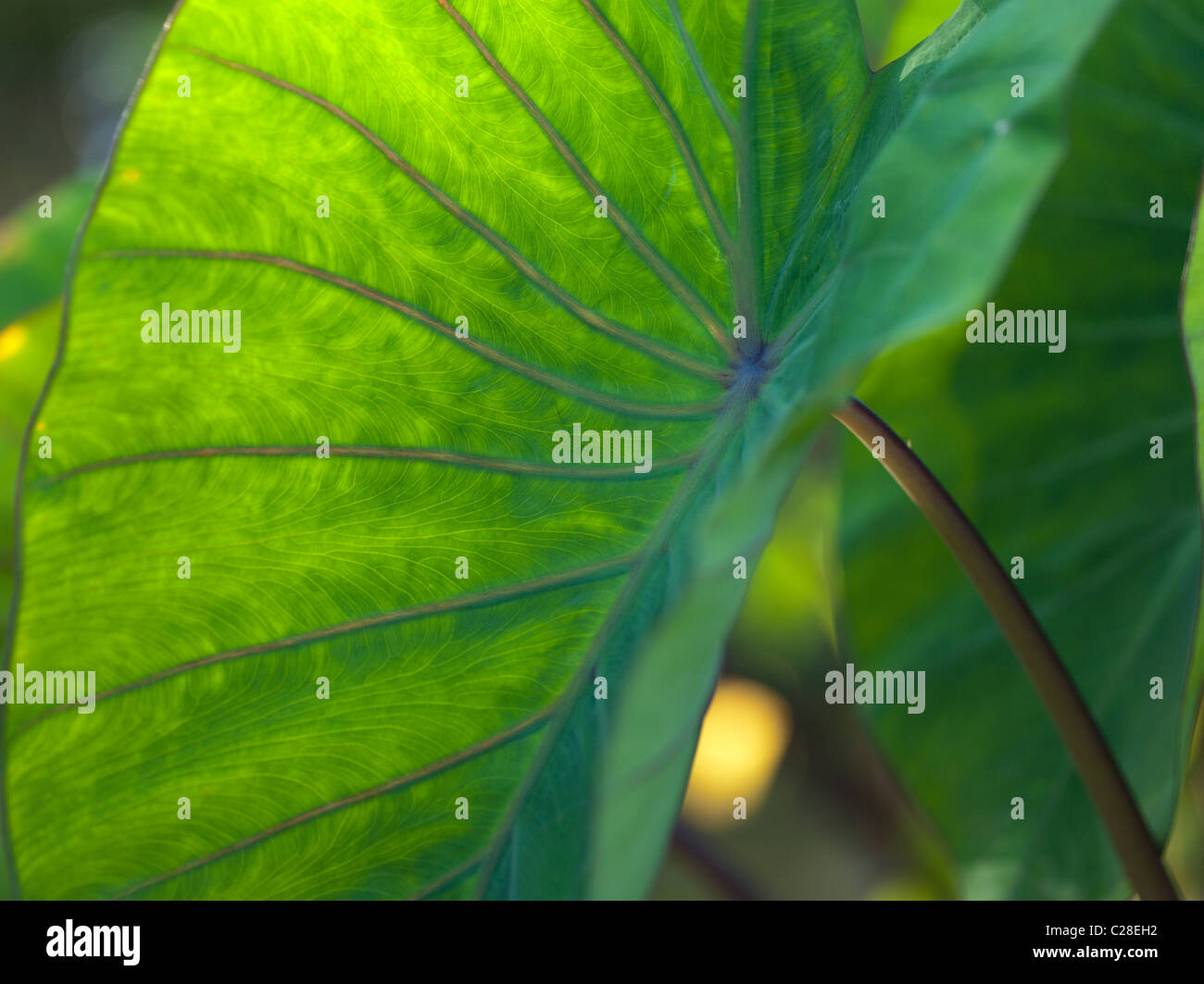 Taro plant leaf High Resolution Stock Photography and Images - Alamy
