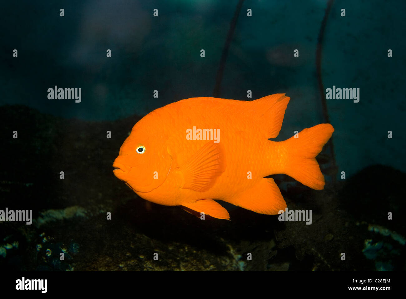 Damselfish hi-res stock photography and images - Alamy