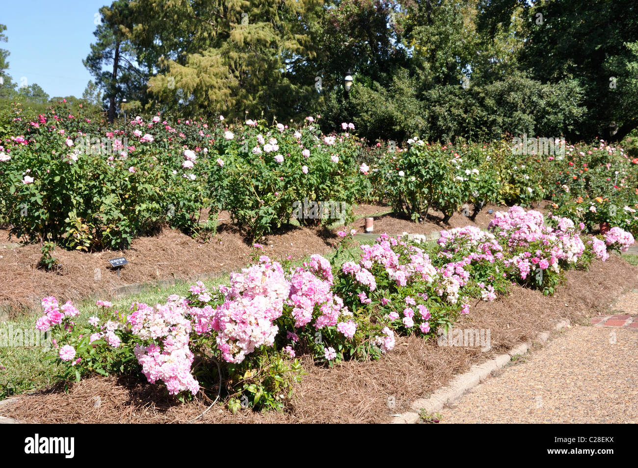 Rose Garden, Tyler, Texas - largest rose garden in the US Stock Photo ...